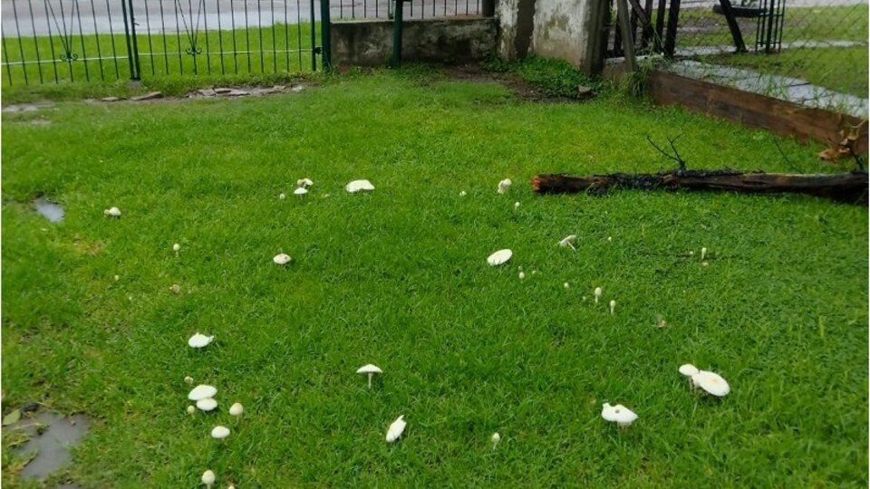 Lluvias: Inusual proliferación de hongos invade la provincia de Buenos ...